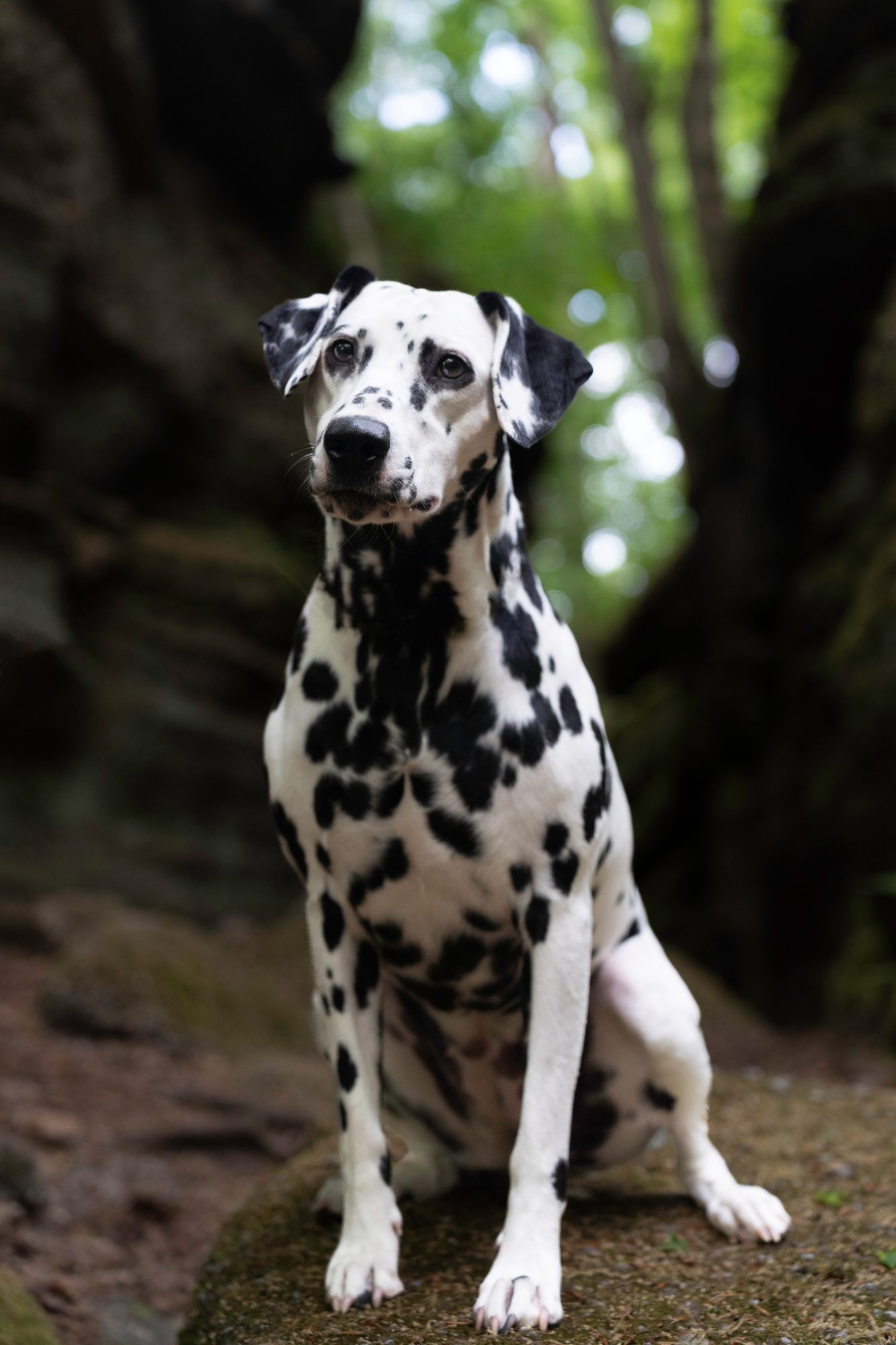 Pets – Rat Dog Media