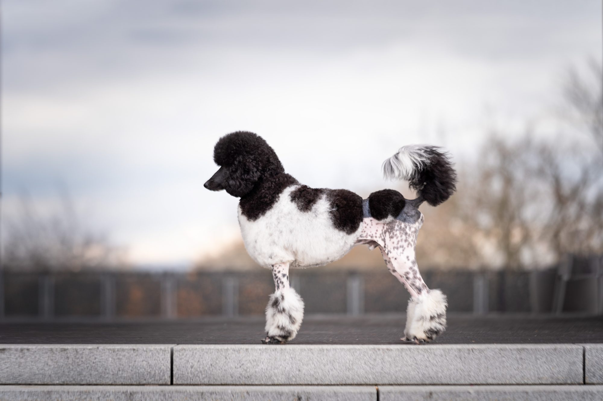 Pets – Rat Dog Media